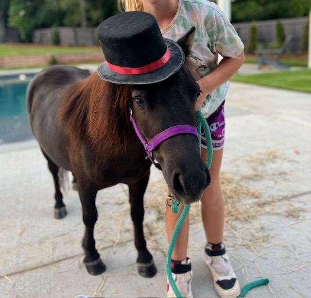 Mini Horse