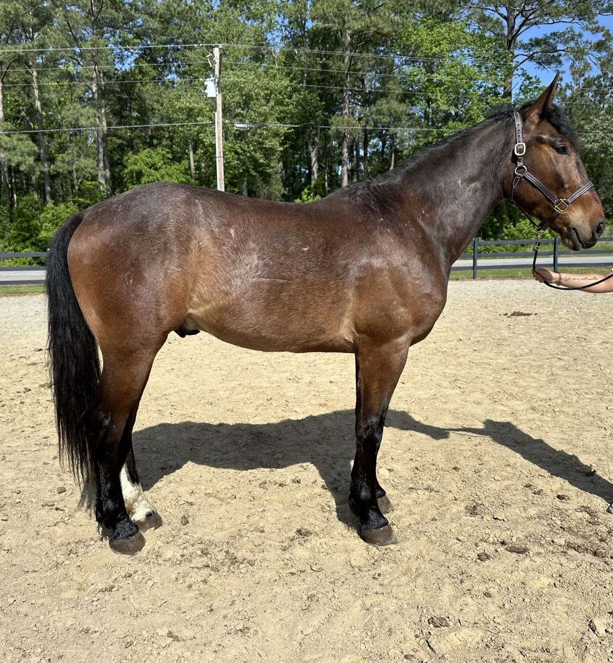Percheron QH Cross
