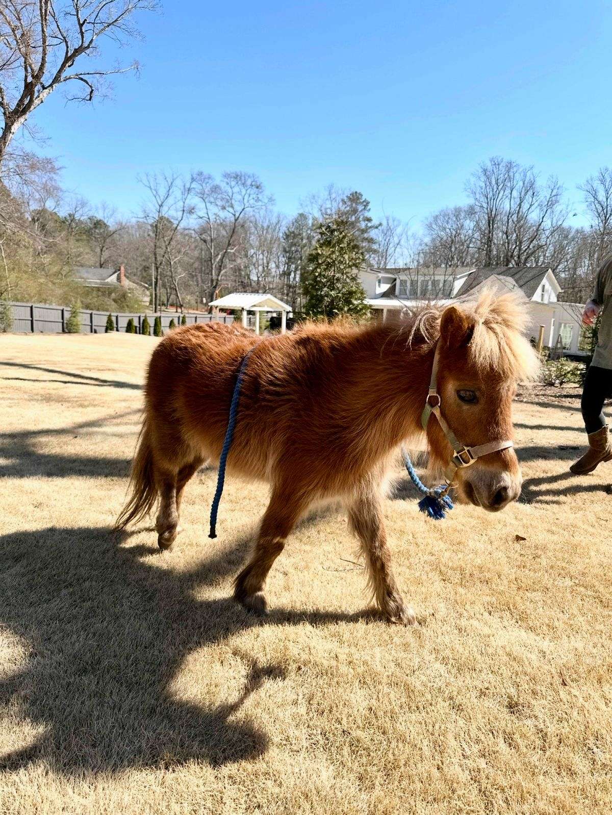Miniature Horse