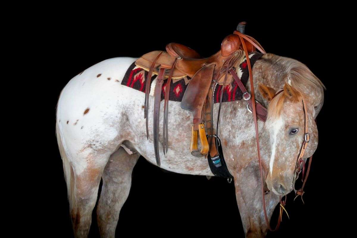 Echo - Super Good Looking 10 yo Sorrel W White Blanket Appaloosa Gelding!