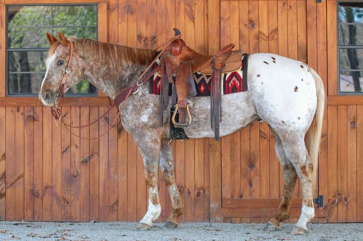 Echo - Super Good Looking 10 yo Sorrel W White Blanket Appaloosa Gelding!