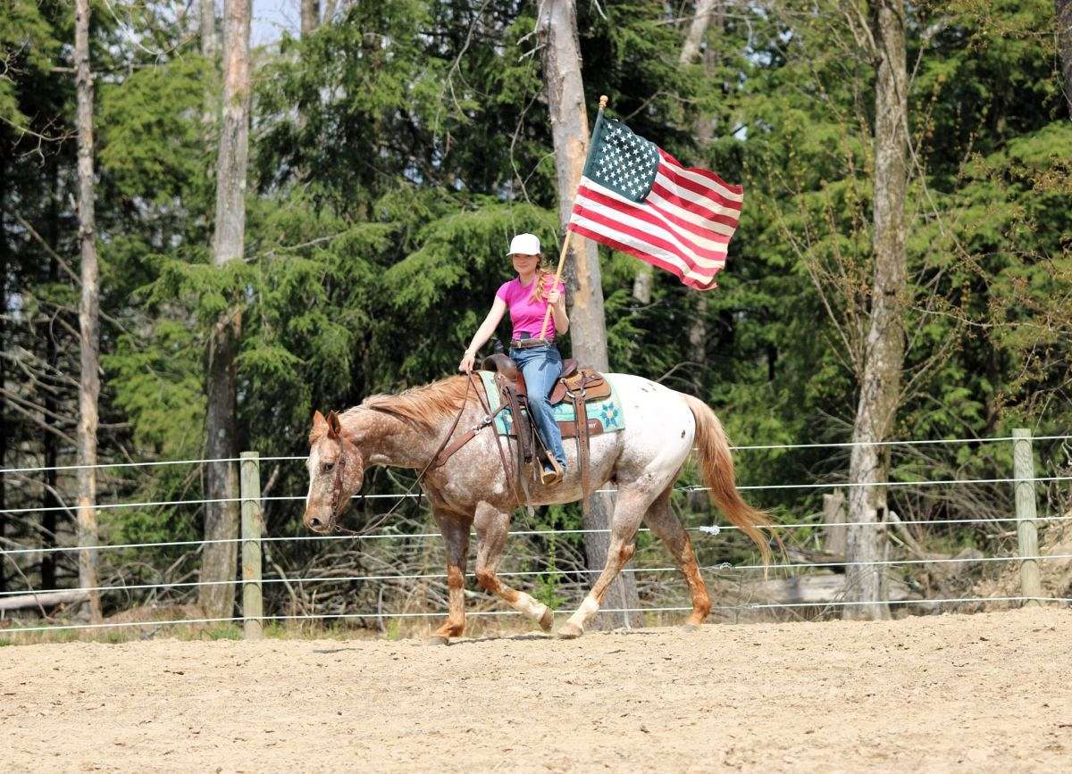 Echo - Super Good Looking 10 yo Sorrel W White Blanket Appaloosa Gelding!