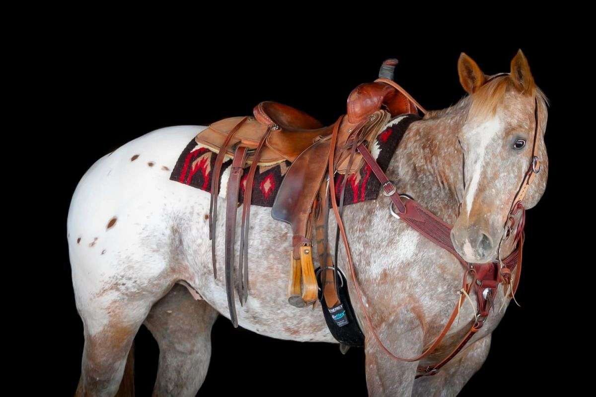 Echo - Super Good Looking 10 yo Sorrel W White Blanket Appaloosa Gelding!