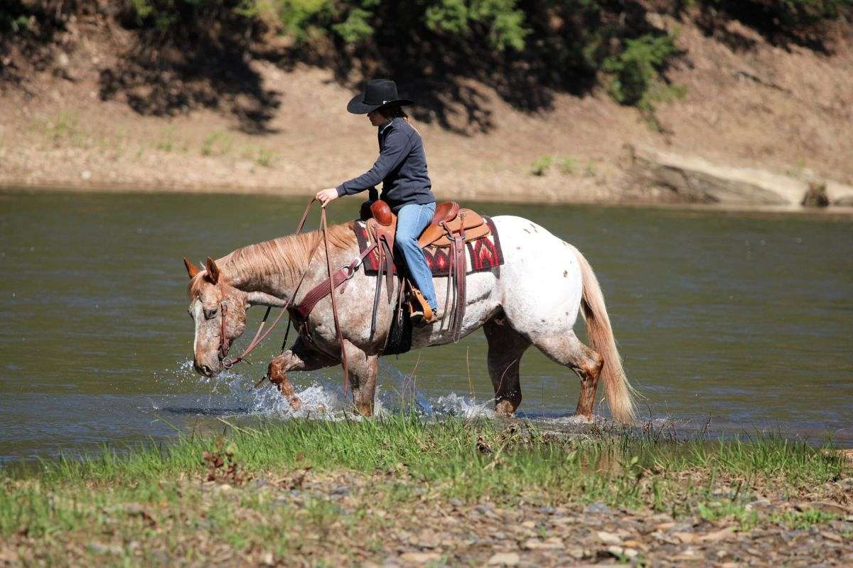 Echo - Super Good Looking 10 yo Sorrel W White Blanket Appaloosa Gelding!