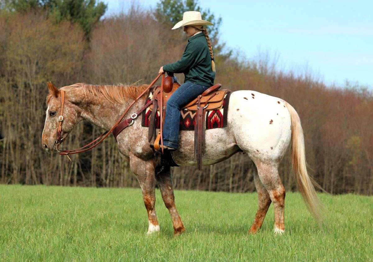 Echo - Super Good Looking 10 yo Sorrel W White Blanket Appaloosa Gelding!