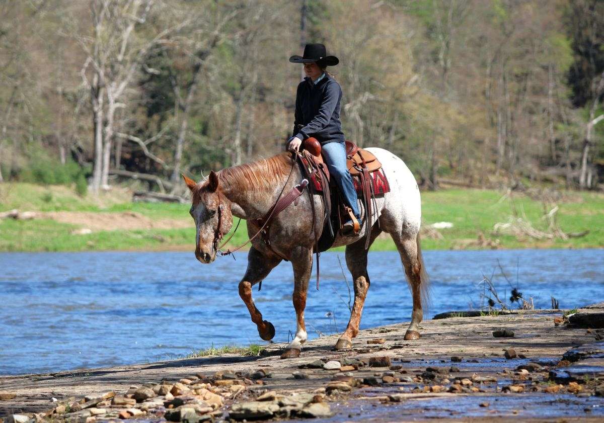 Echo - Super Good Looking 10 yo Sorrel W White Blanket Appaloosa Gelding!