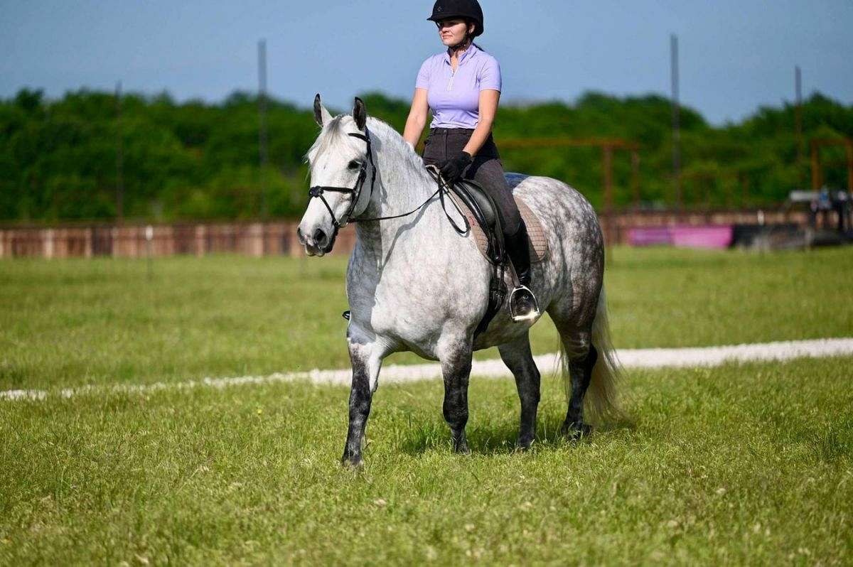 Dior - Incredible All-Around Horse 6 yo Dappled Gray Draft Cross Mare!