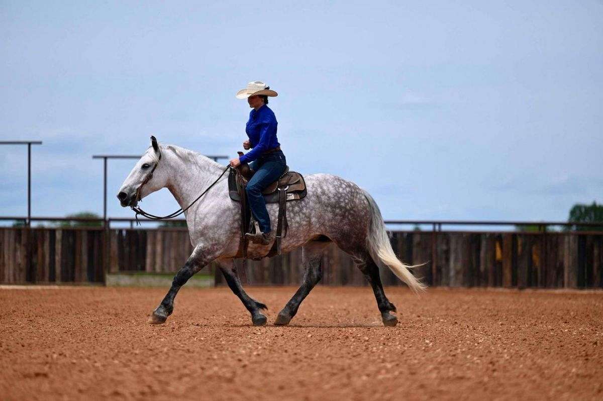 Dior - Incredible All-Around Horse 6 yo Dappled Gray Draft Cross Mare!