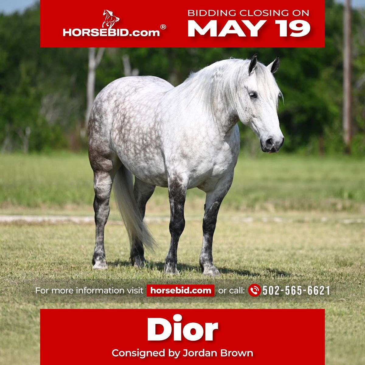 Dior - Incredible All-Around Horse 6 yo Dappled Gray Draft Cross Mare!