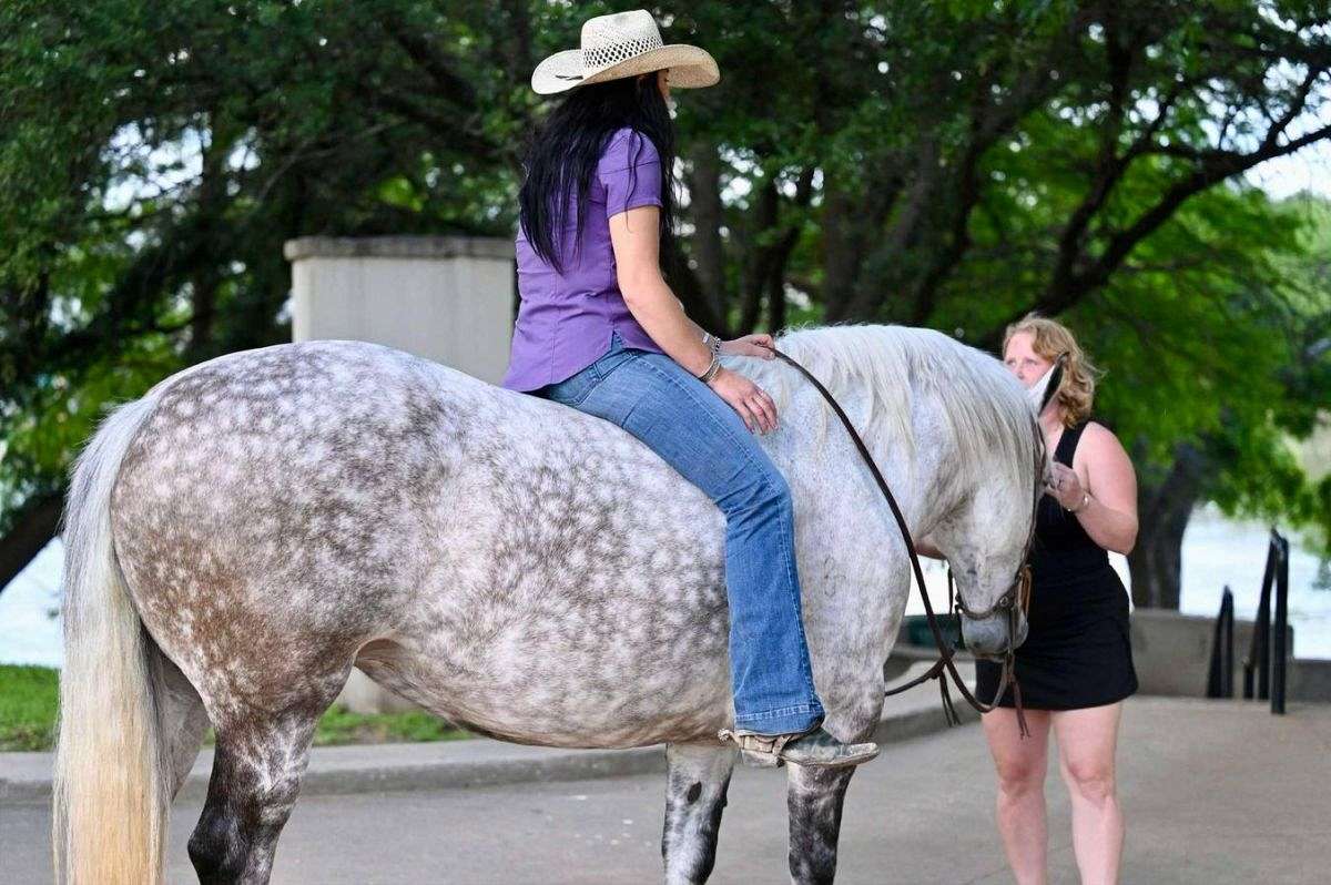 Dior - Incredible All-Around Horse 6 yo Dappled Gray Draft Cross Mare!