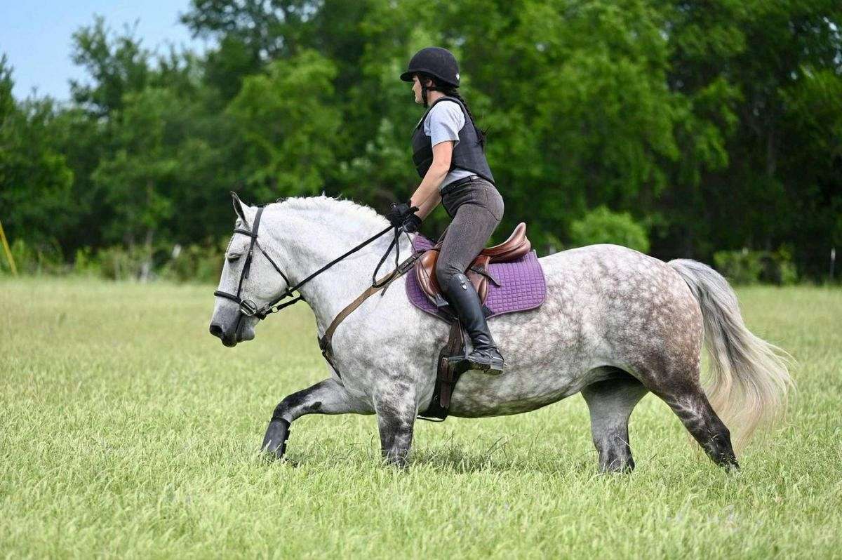 Dior - Incredible All-Around Horse 6 yo Dappled Gray Draft Cross Mare!