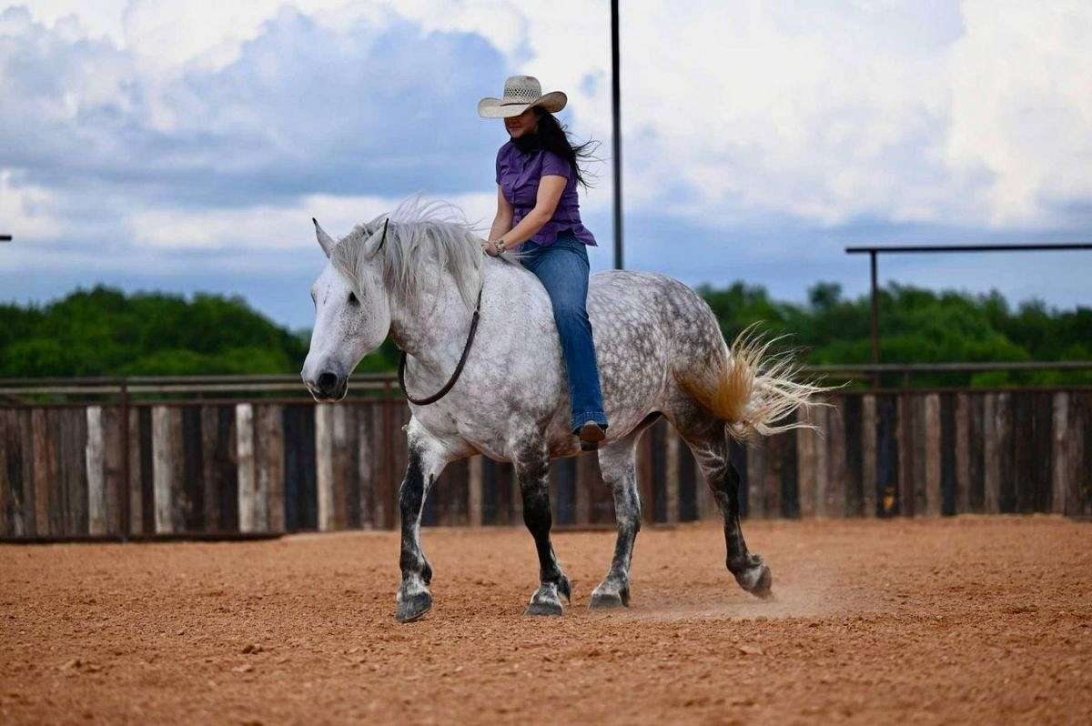 Dior - Incredible All-Around Horse 6 yo Dappled Gray Draft Cross Mare!
