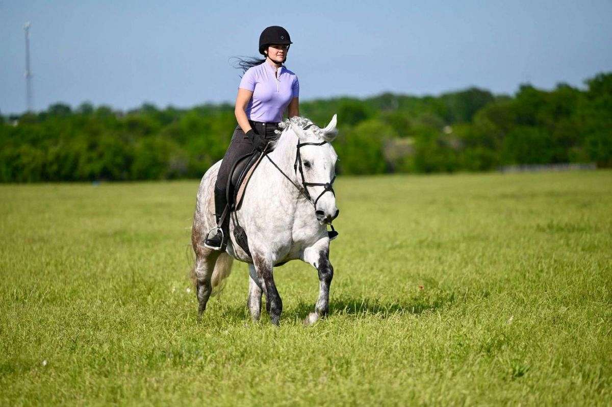 Dior - Incredible All-Around Horse 6 yo Dappled Gray Draft Cross Mare!