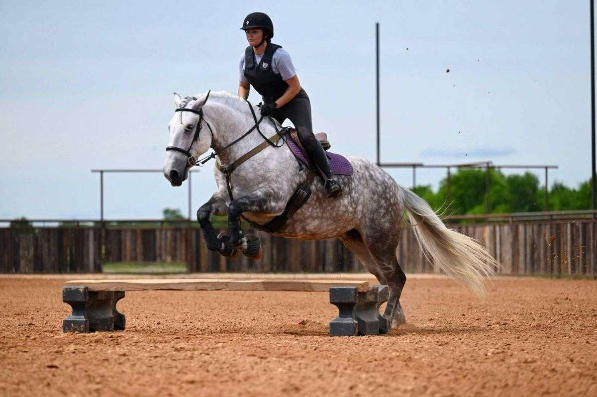 Dior - Incredible All-Around Horse 6 yo Dappled Gray Draft Cross Mare!