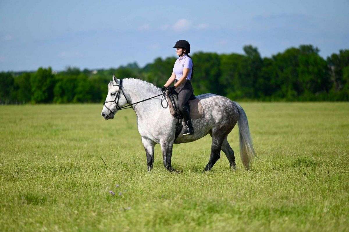 Dior - Incredible All-Around Horse 6 yo Dappled Gray Draft Cross Mare!
