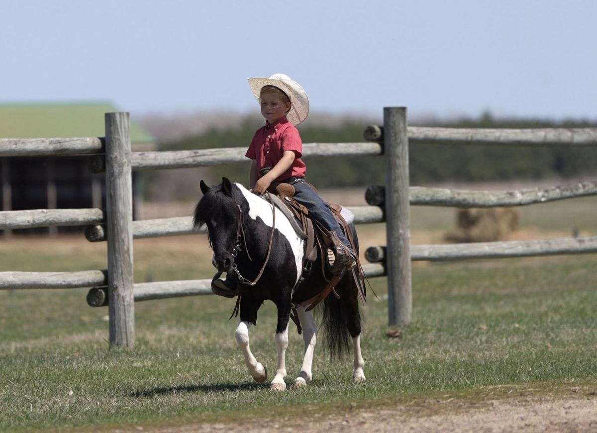 Dice - Absolutely Adorable 5 Yr Old Black & White Pony Gelding!