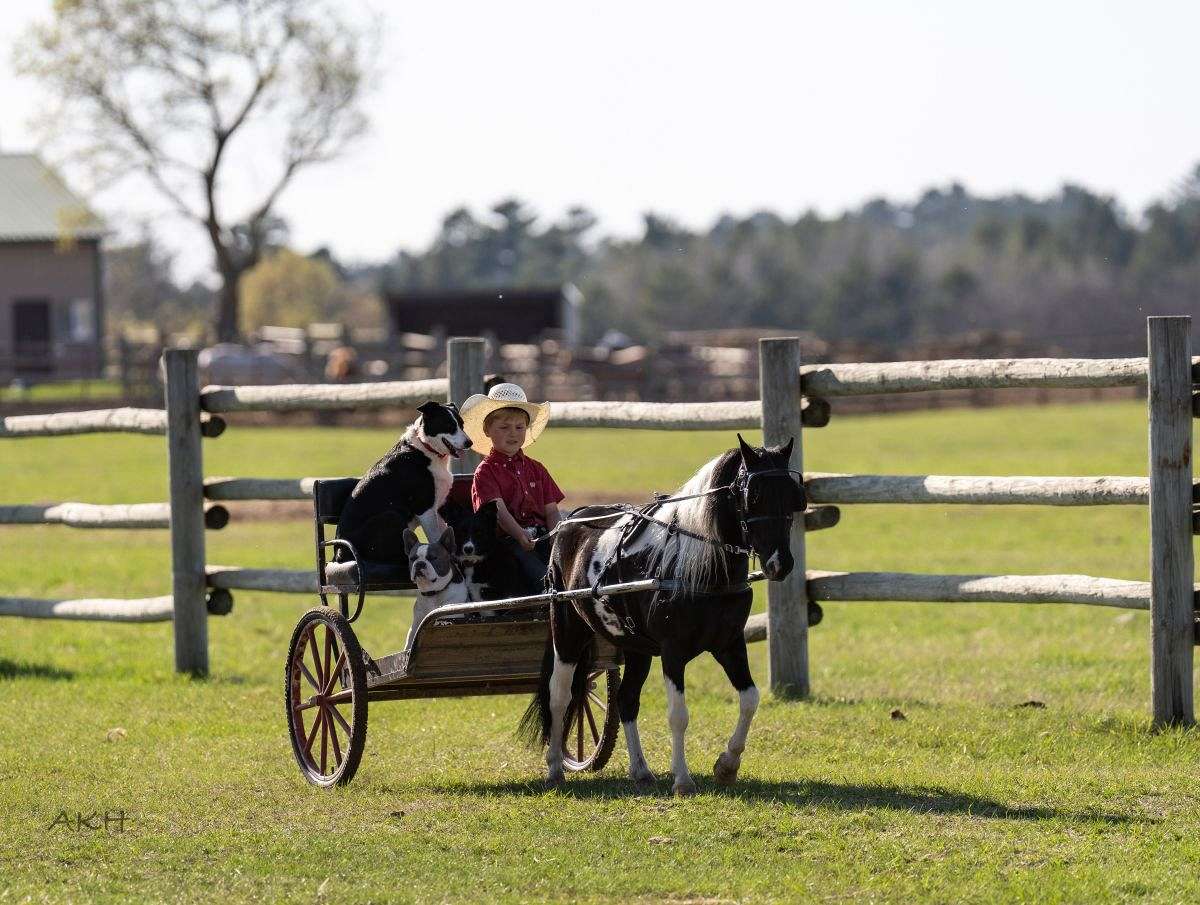 Dice - Absolutely Adorable 5 Yr Old Black & White Pony Gelding!