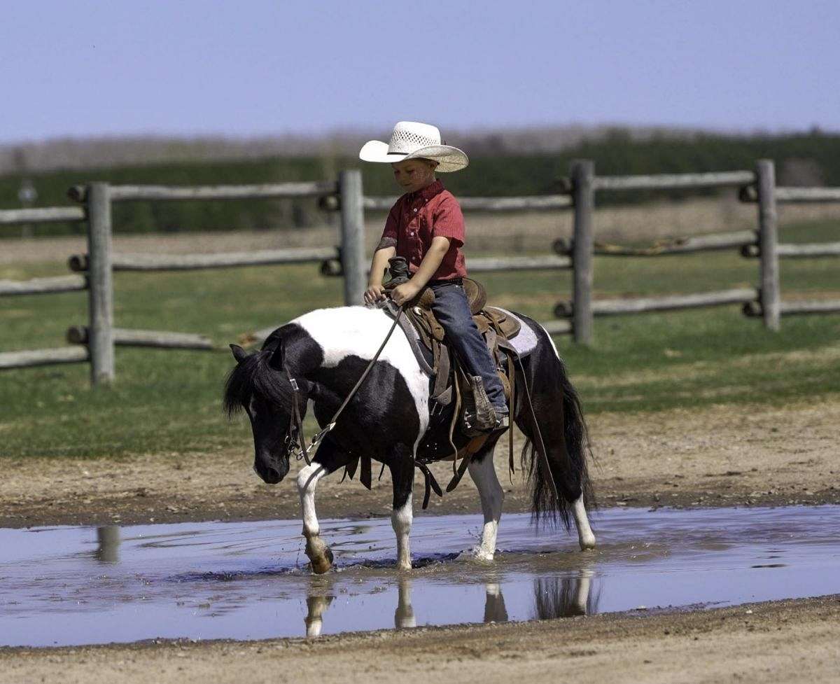 Dice - Absolutely Adorable 5 Yr Old Black & White Pony Gelding!