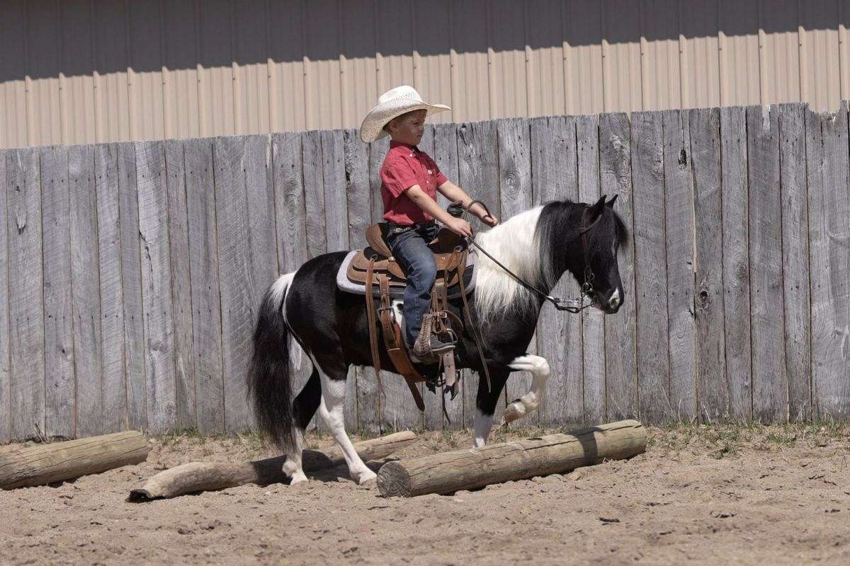 Dice - Absolutely Adorable 5 Yr Old Black & White Pony Gelding!