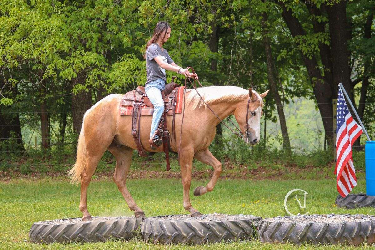 Chex Yes or No - Versatile & Family-Friendly 4 yo Palomino AQHA Gelding!