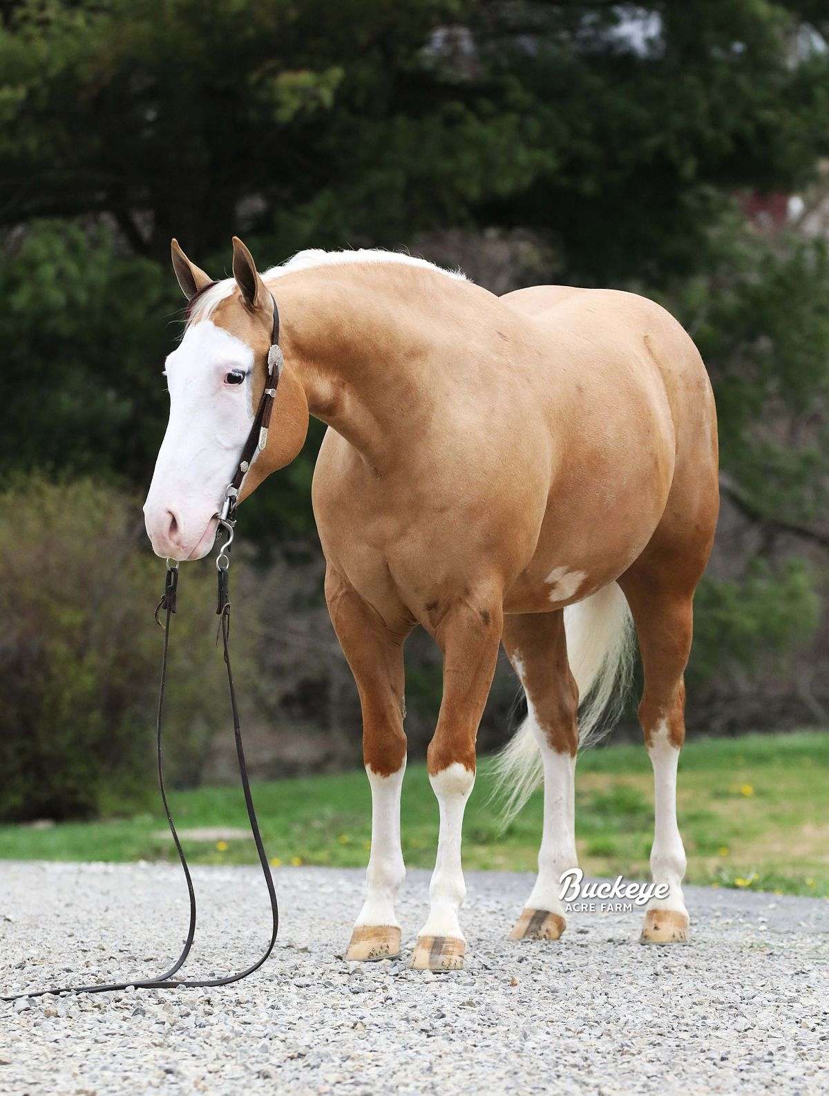 This Gorgeous 2021 Registered AQHA Gelding Stands 14.3 Hands Tall