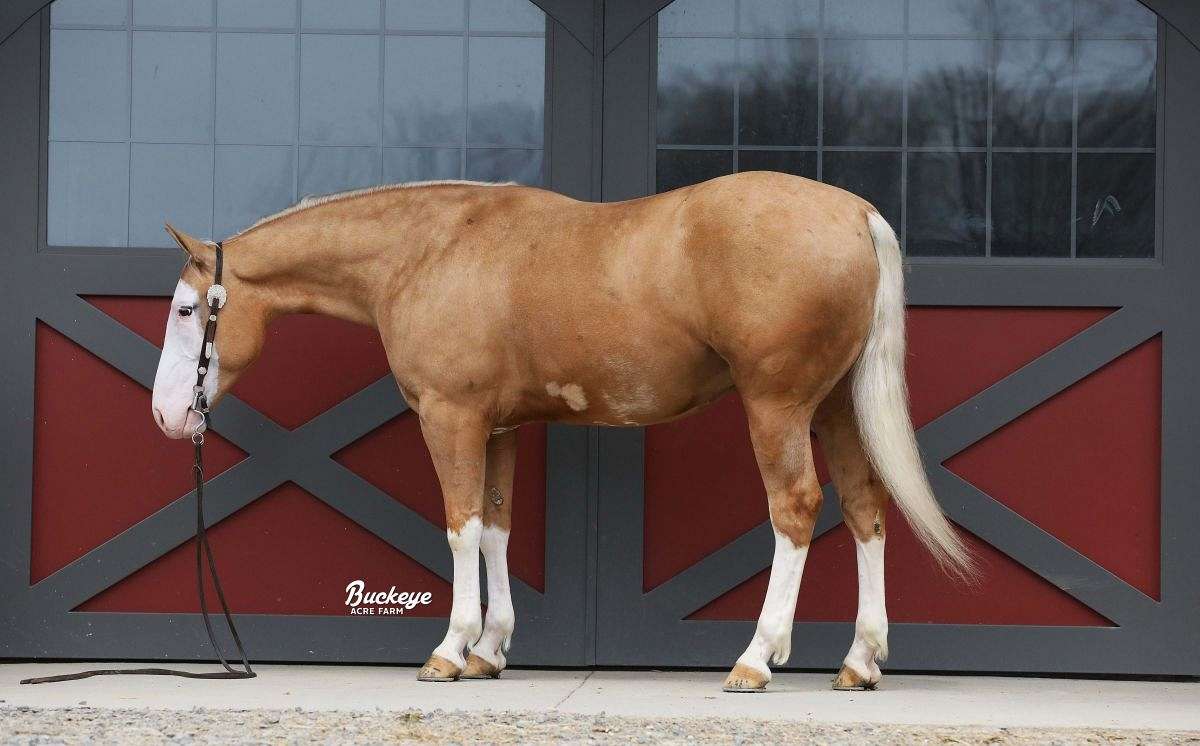 This Gorgeous 2021 Registered AQHA Gelding Stands 14.3 Hands Tall