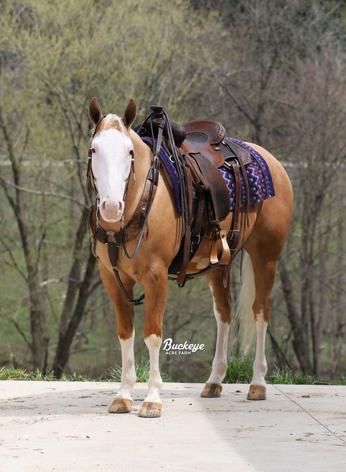This Gorgeous 2021 Registered AQHA Gelding Stands 14.3 Hands Tall
