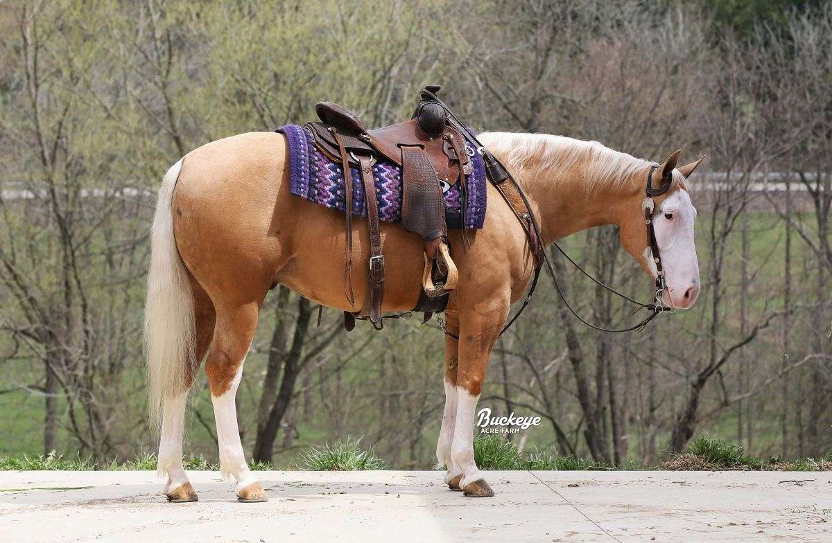 This Gorgeous 2021 Registered AQHA Gelding Stands 14.3 Hands Tall