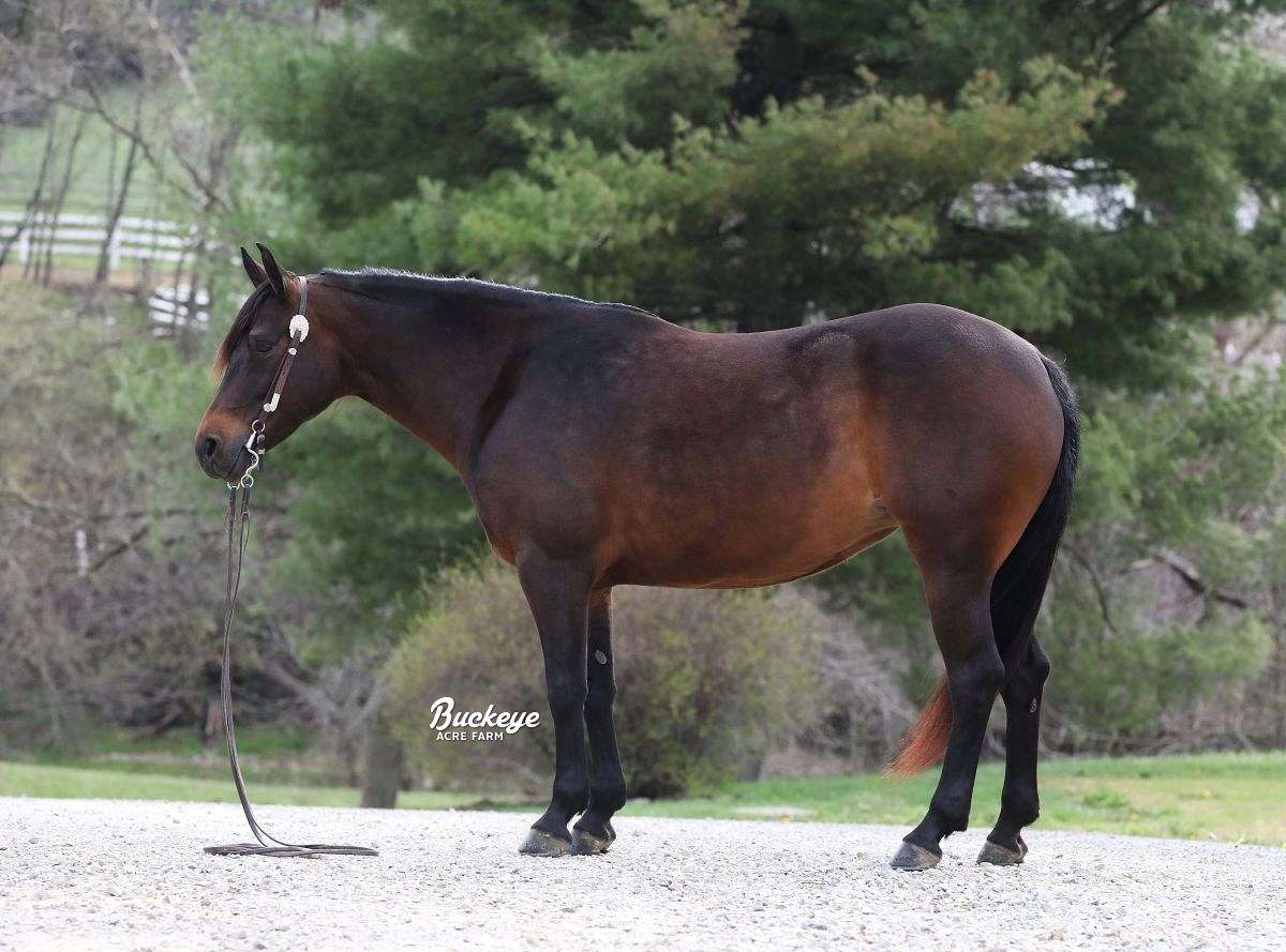 Little Debbie is a 2018 AQHA Registered Bay Mare Standing 14.2 Hands.
