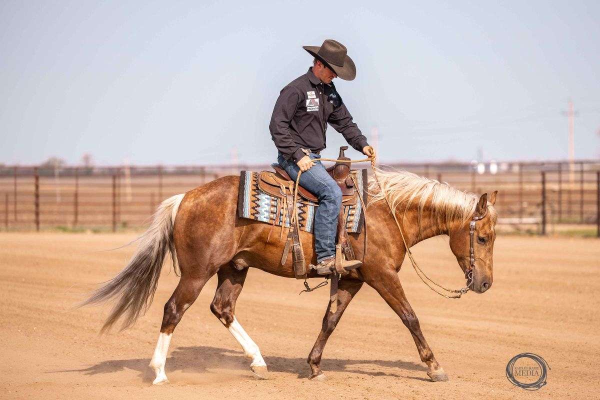 Cancun - a True All-Around Rope Horse 5 Yr Old Palomino AQHA Gelding!