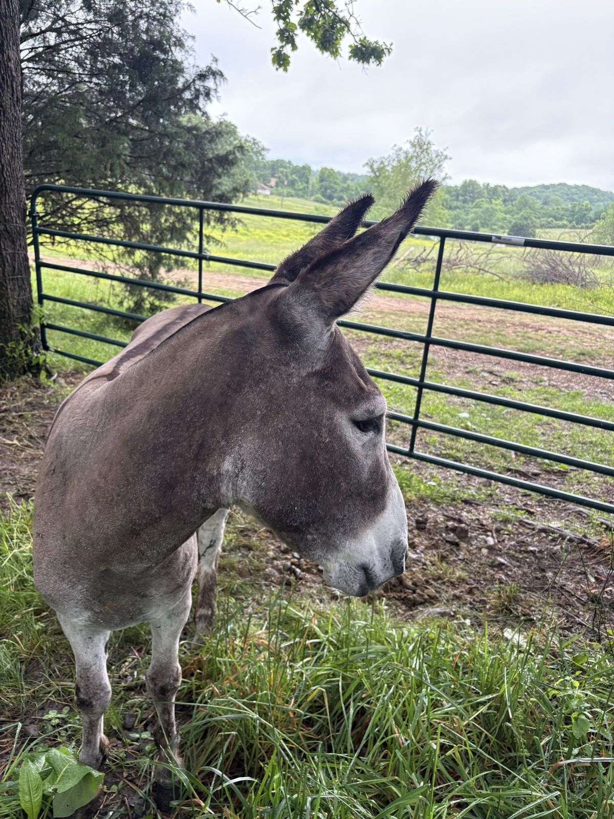 Adam: Gentle Jack Donkey Who Will Guard Your Livestock, Maynard, AR