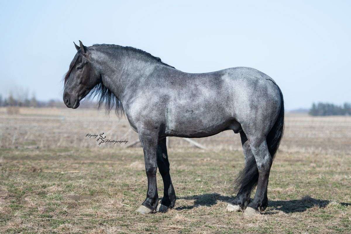 Blue Moon - Super Talented & Safe 6 Yr Old Blue Roan Draft Gelding!