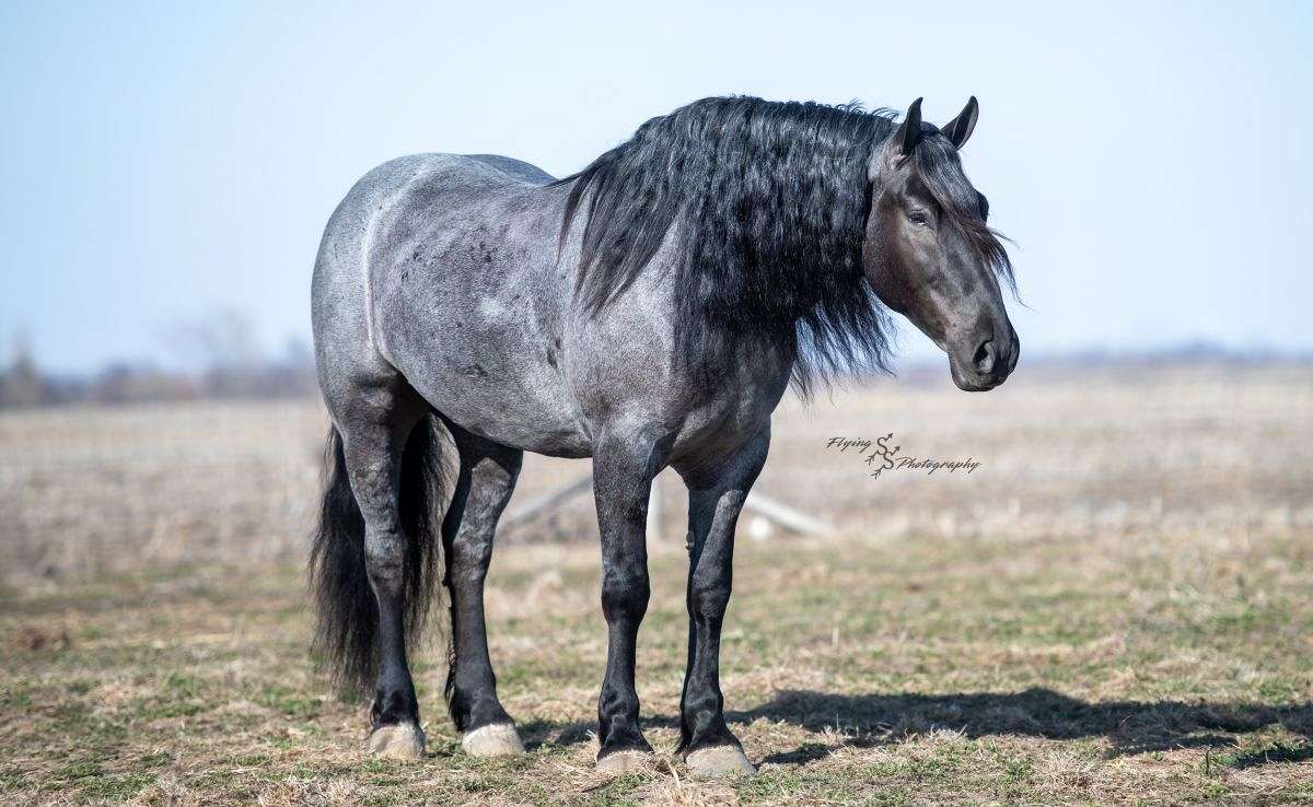 Blue Moon - Super Talented & Safe 6 Yr Old Blue Roan Draft Gelding!