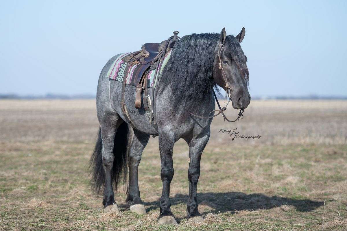Blue Moon - Super Talented & Safe 6 Yr Old Blue Roan Draft Gelding!