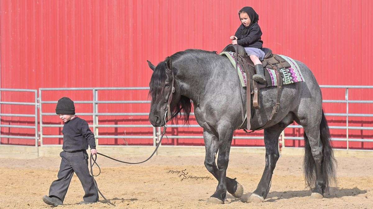 Blue Moon - Super Talented & Safe 6 Yr Old Blue Roan Draft Gelding!