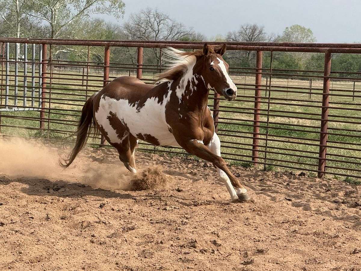 Beyoncé - Safe All-Around Family Horse 5 yo Sorrel Overo APHA Mare!