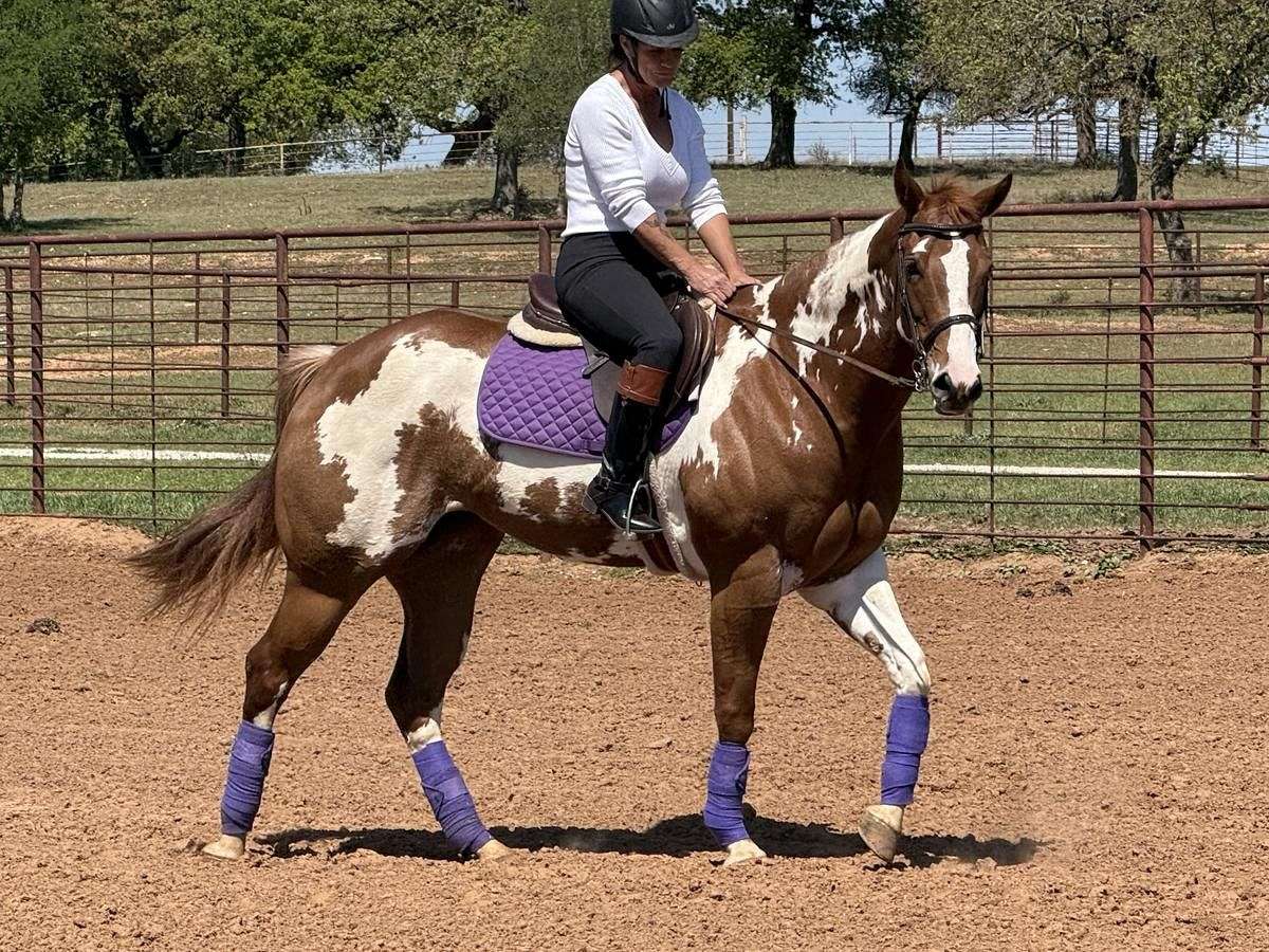 Beyoncé - Safe All-Around Family Horse 5 yo Sorrel Overo APHA Mare!