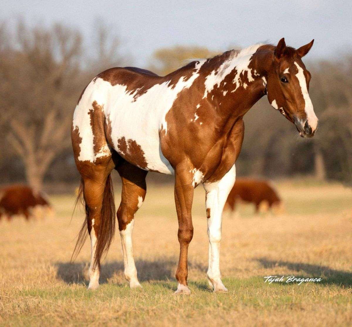 Beyoncé - Safe All-Around Family Horse 5 yo Sorrel Overo APHA Mare!