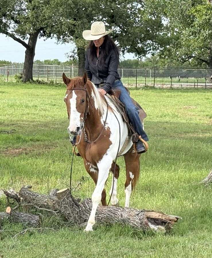 Beyoncé - Safe All-Around Family Horse 5 yo Sorrel Overo APHA Mare!