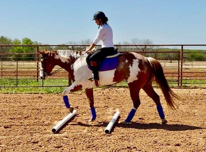 Beyoncé - Safe All-Around Family Horse 5 yo Sorrel Overo APHA Mare!