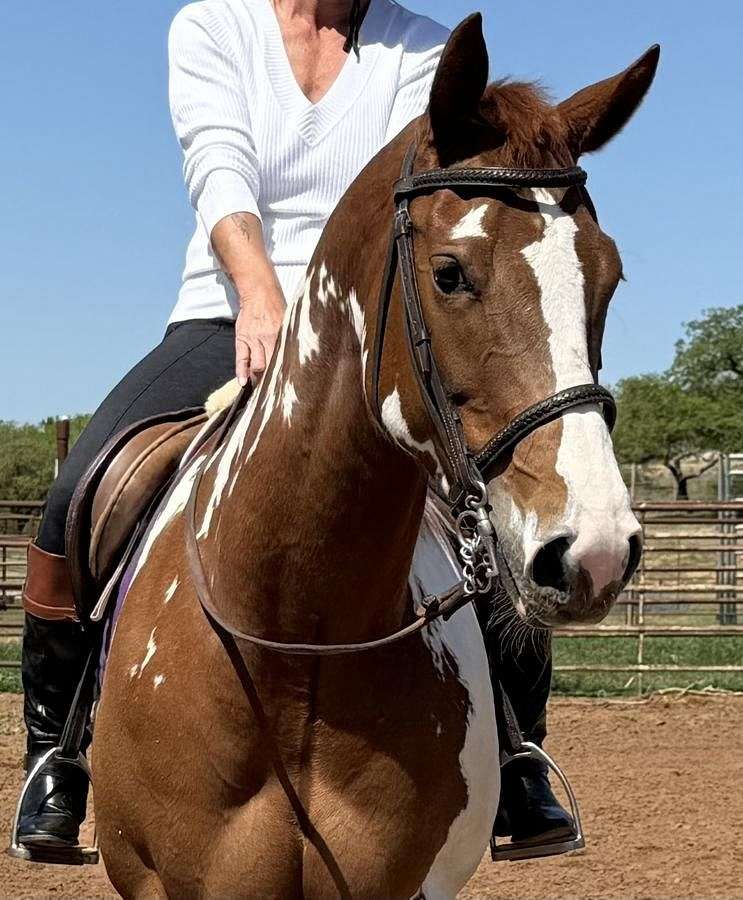 Beyoncé - Safe All-Around Family Horse 5 yo Sorrel Overo APHA Mare!
