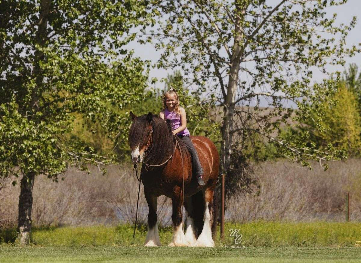 Angus - a True Gem 11 Yr Old Bay Gypsy Horse of America Gelding!