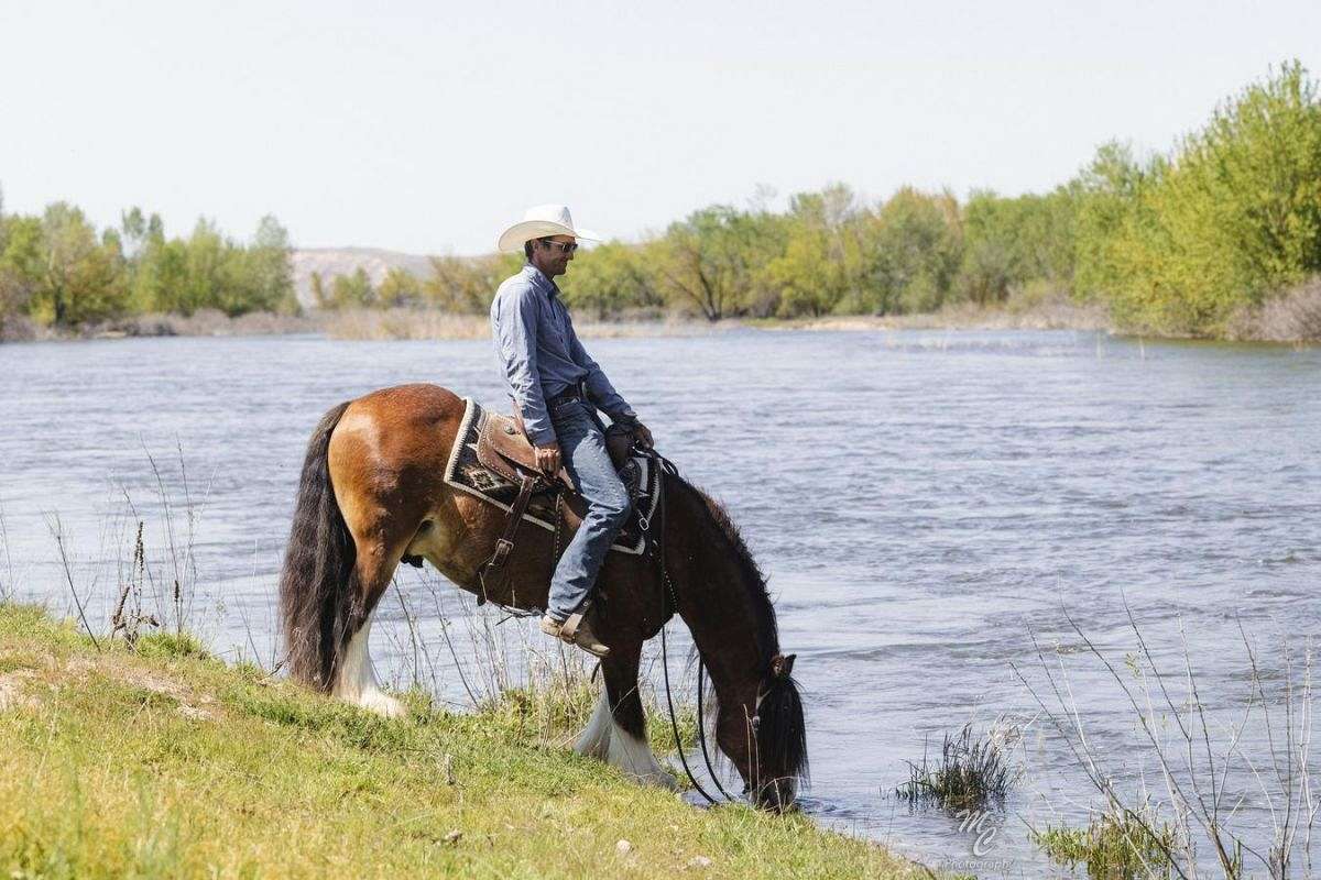 Angus - a True Gem 11 Yr Old Bay Gypsy Horse of America Gelding!