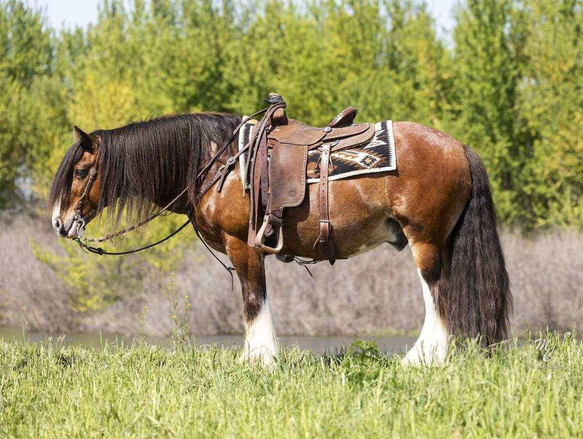 Angus - a True Gem 11 Yr Old Bay Gypsy Horse of America Gelding!