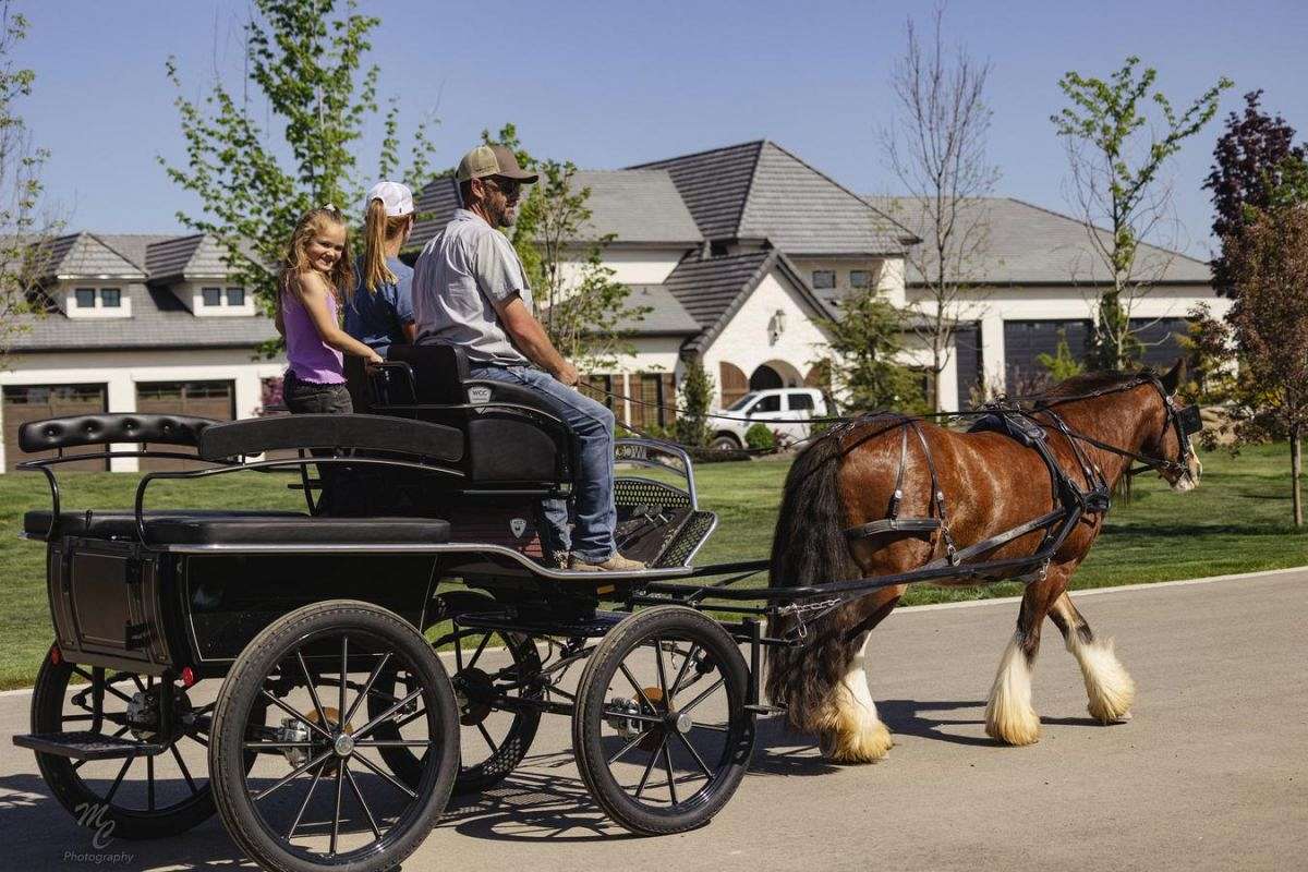 Angus - a True Gem 11 Yr Old Bay Gypsy Horse of America Gelding!