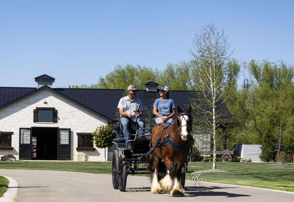 Angus - a True Gem 11 Yr Old Bay Gypsy Horse of America Gelding!