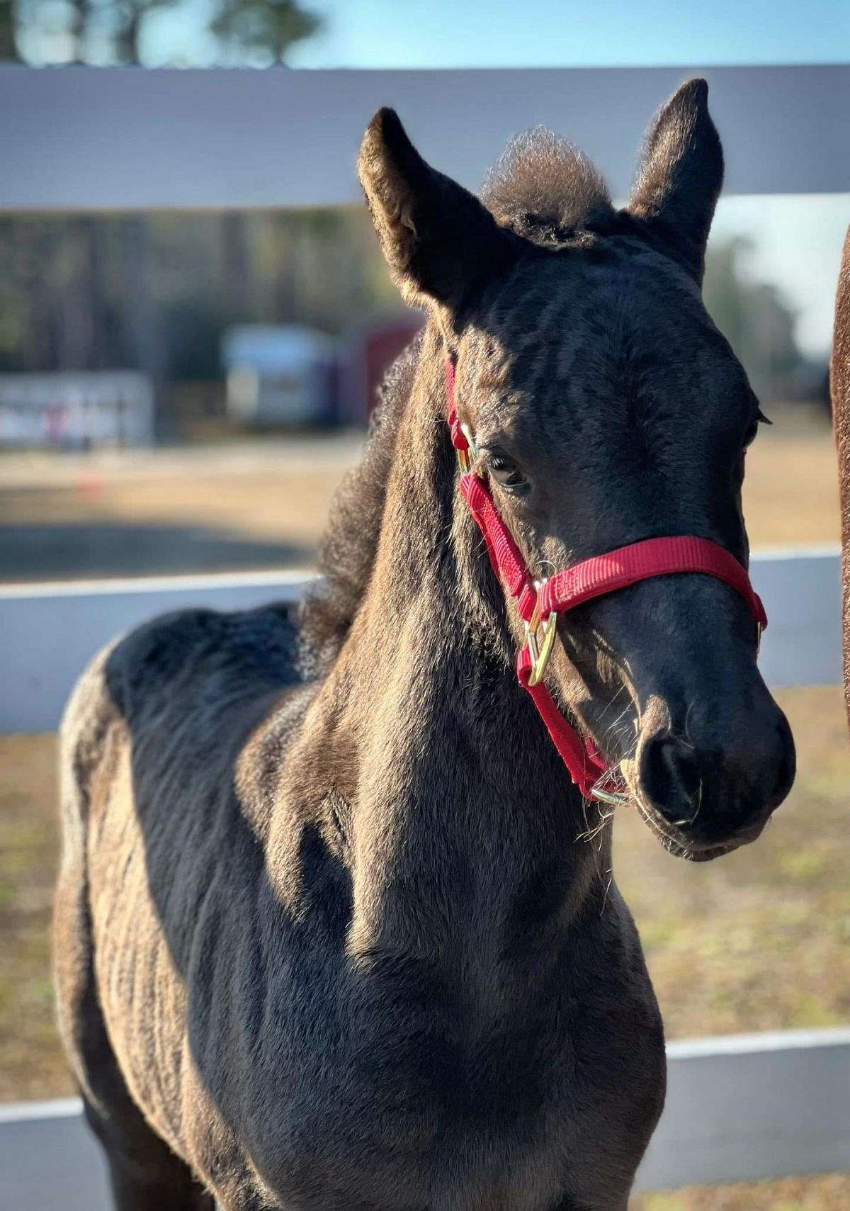 Reg. Friesian Sport Horse Colt