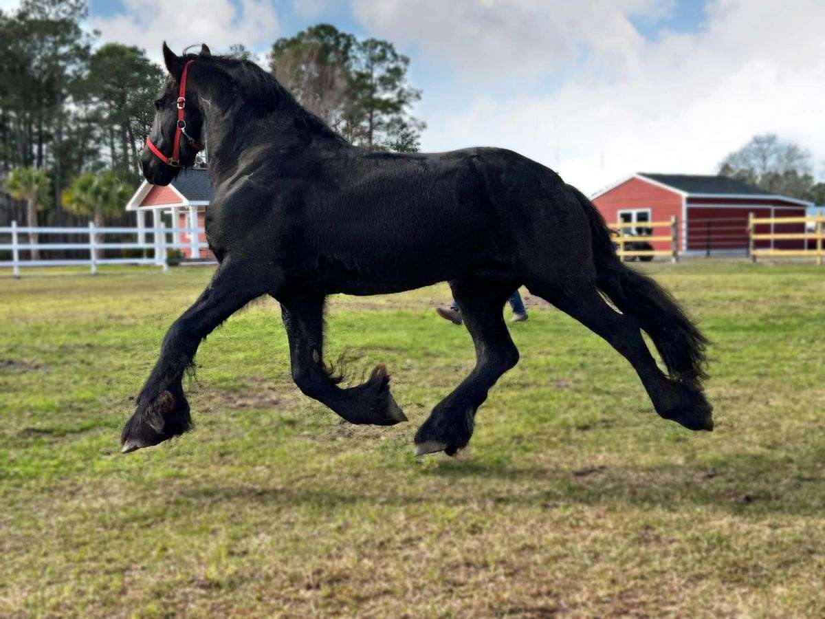 Reg. Friesian Sport Horse Colt