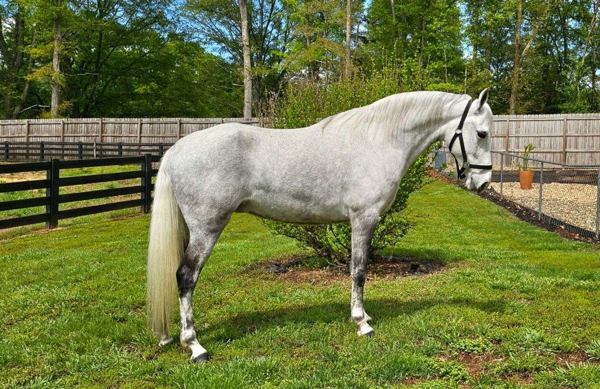 Jose's Fun Girl, Flashy, Super Smooth Gaited, Trail, Show, Gray Mare