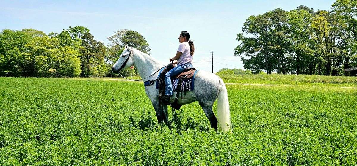 Jose's Fun Girl, Flashy, Super Smooth Gaited, Trail, Show, Gray Mare